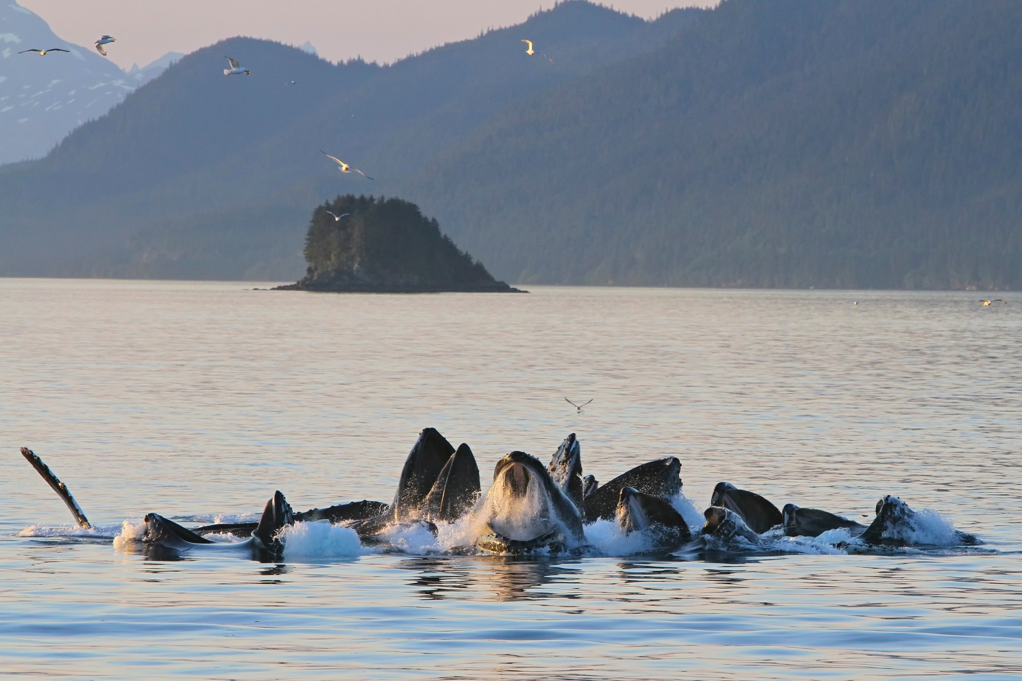 Alaska Tales | Juneau Whale Watching Tours in Alaska