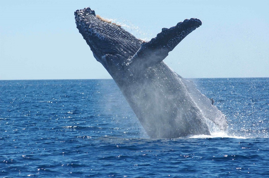Whale Watching Tours in Juneau, Alaska | Alaska Tales LLC